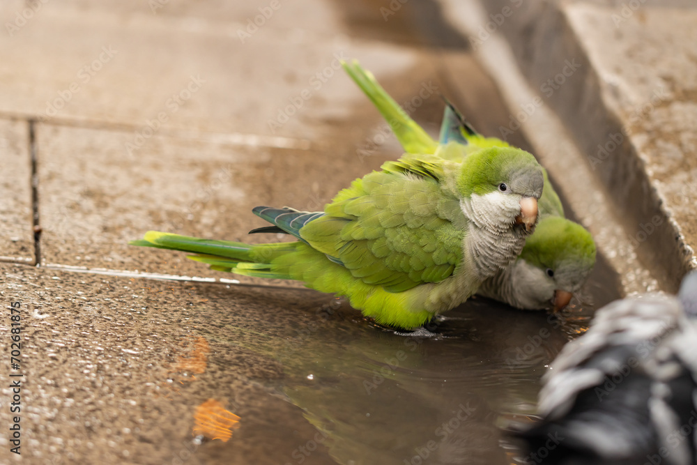 Argentinian parrot (Myiopsitta monachus), taking a bath in a city ...