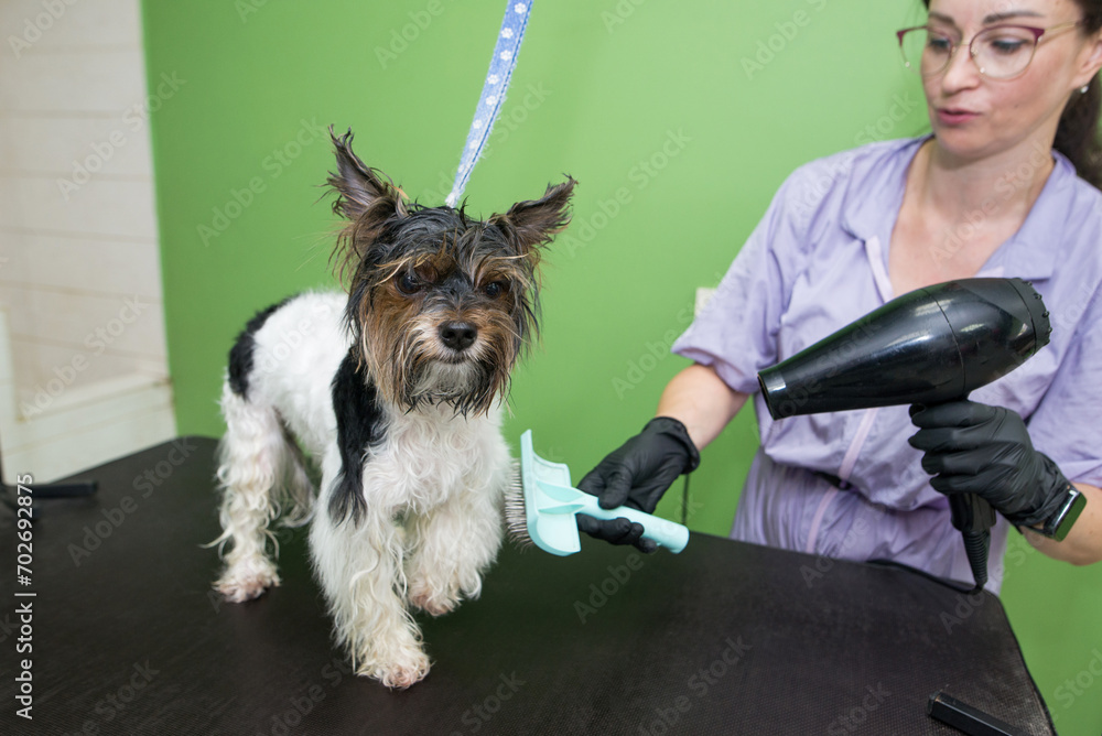 Animal grooming, grooming, drying and styling dogs, combing hair. The ...