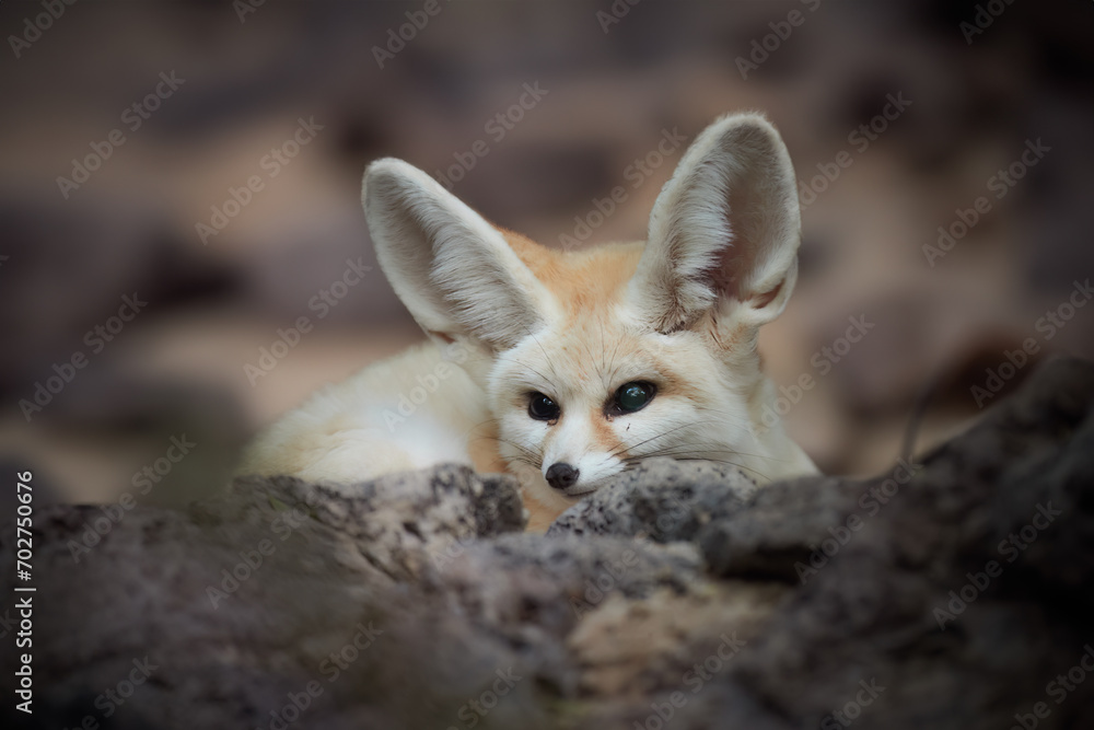 North African wildlife theme: Fennec fox, Vulpes zerda, the smallest ...
