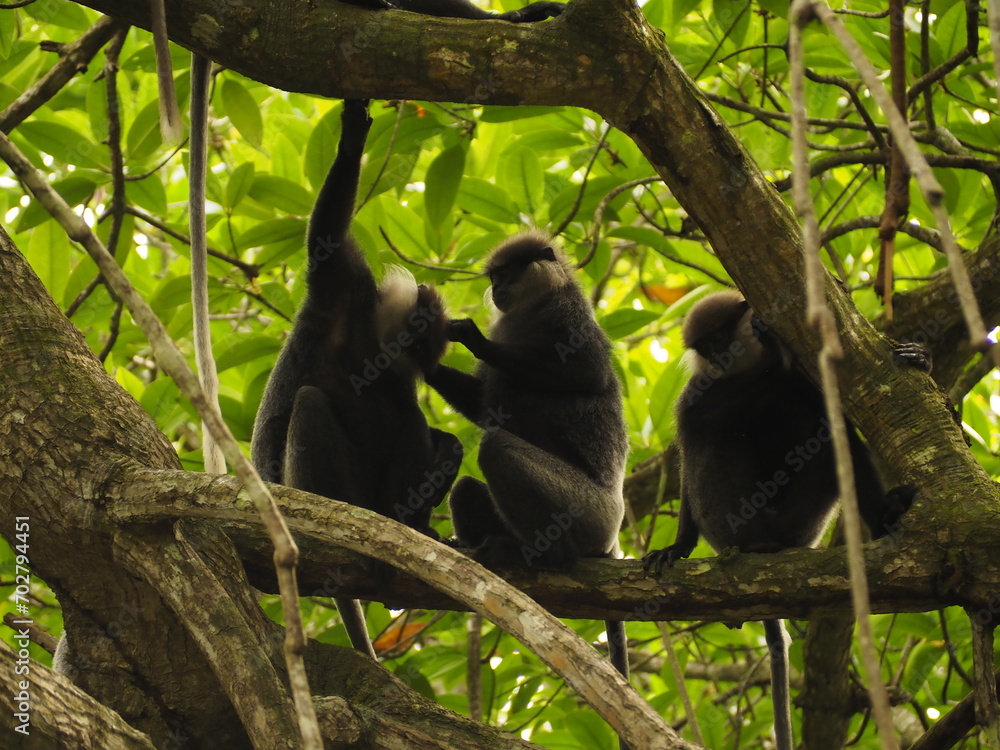 macaca, kandy, borneo, close-up, pictures, animal hair, mammal, cute ...