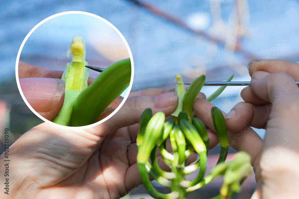 Close up, farmer's hands showing pollination of Vanilla flowers ...