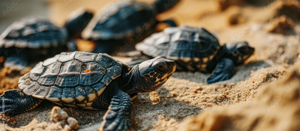 Loggerhead baby sea turtles hatching in a turtle farm in Sri Lanka ...