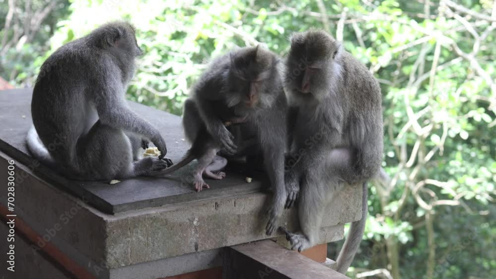 A group of monkeys take care of each other. Three adult macaques and ...