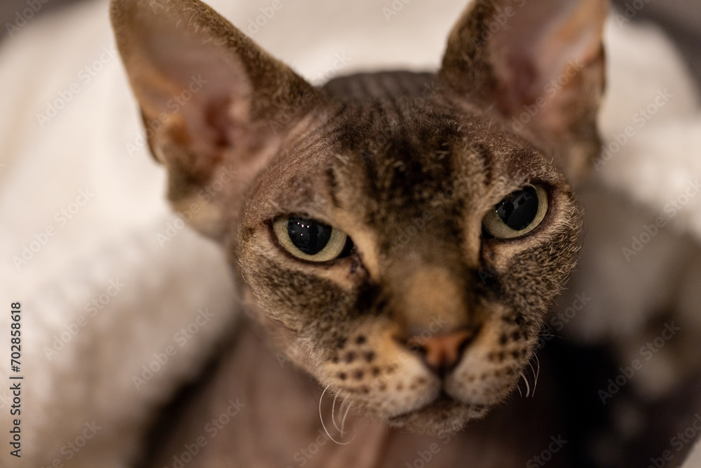 This image captures the majestic essence of the Sphinx cat, a breed ...