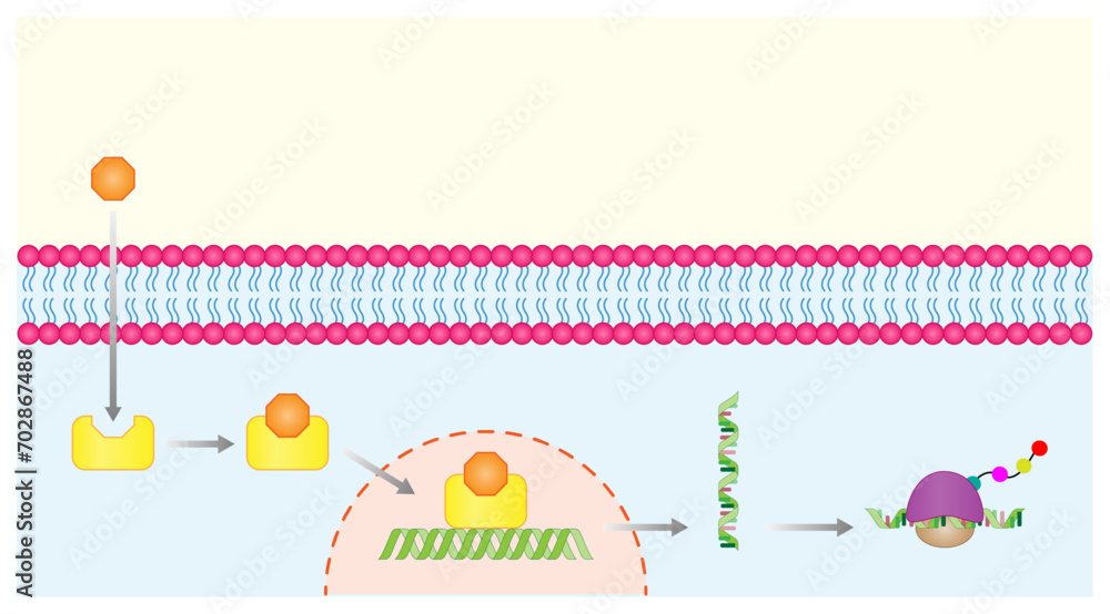 Vektorová grafika „Steroid hormones mechanism of action. Steroids Bind ... Vektorová grafika „Steroid hormones mechanism of action. Steroids Bind ...