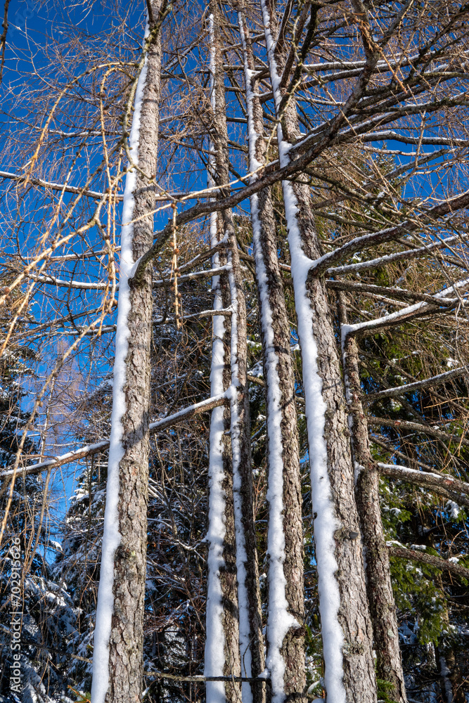 Climate change. Forest dieback in Tyrol, Austria. Snow on the trunks of ...