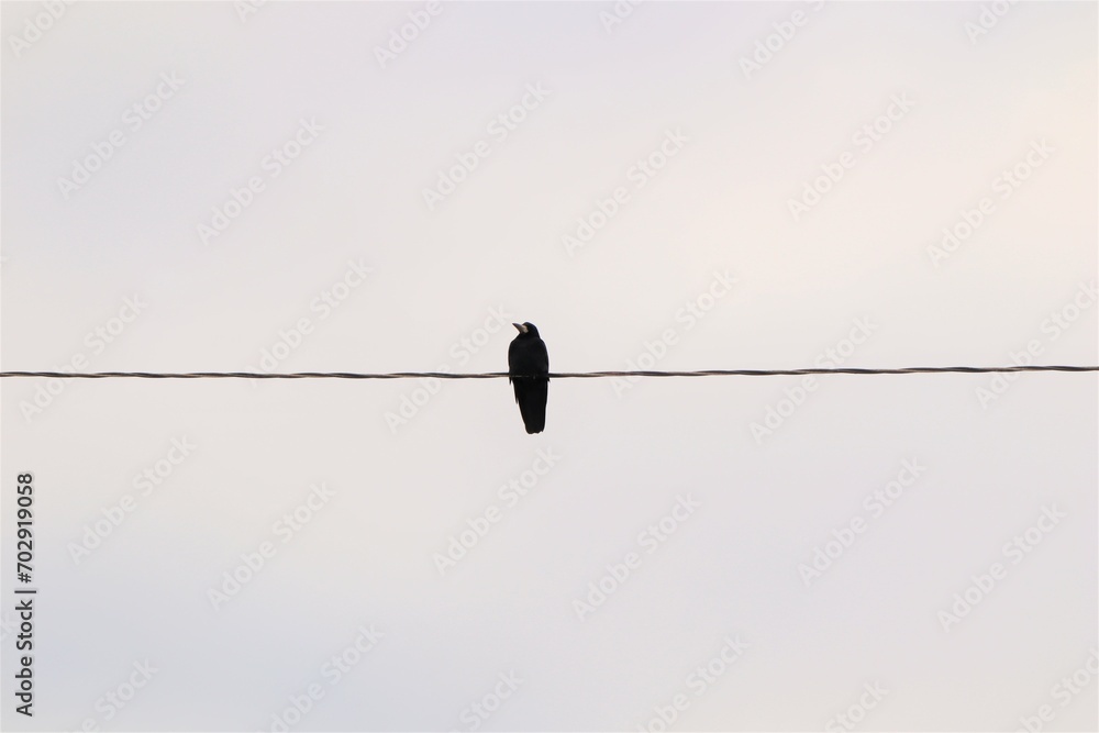 Rook, Crow. Alone bird on an electric wire. Birds in the city, Urban ...