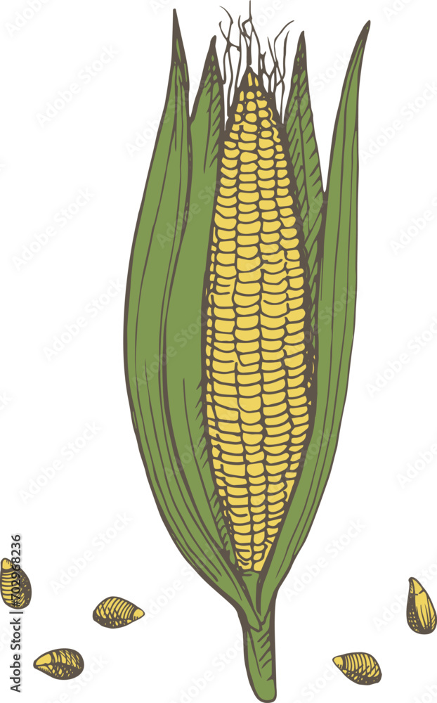 Ear Corn sketch hand drawn vintage vector illustration. Drawing Corn ...
