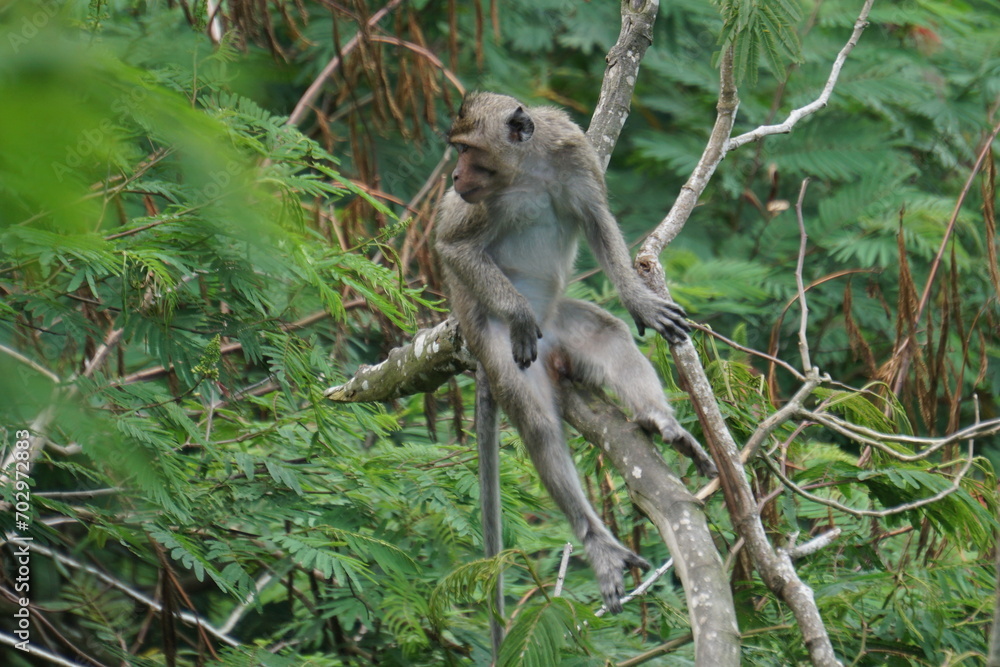 Macaca fascicularis (Monyet kra, kera ekor panjang, monyet ekor panjang ...