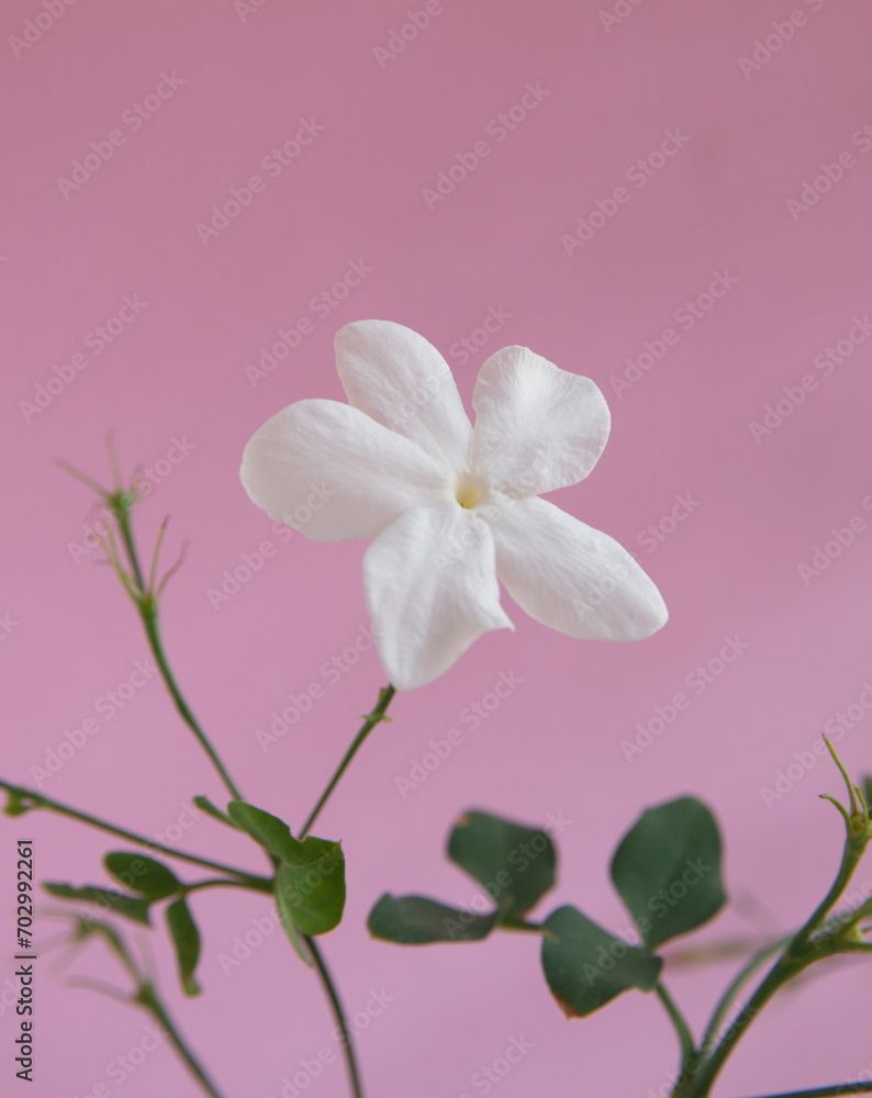 Jasminum grandiflorum, also known variously as the Spanish Royal ...