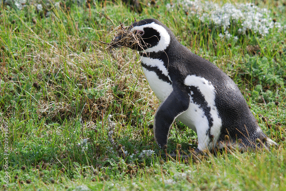 Magellan Penguins (order Sphenisciformes, family Spheniscidae) are a ...