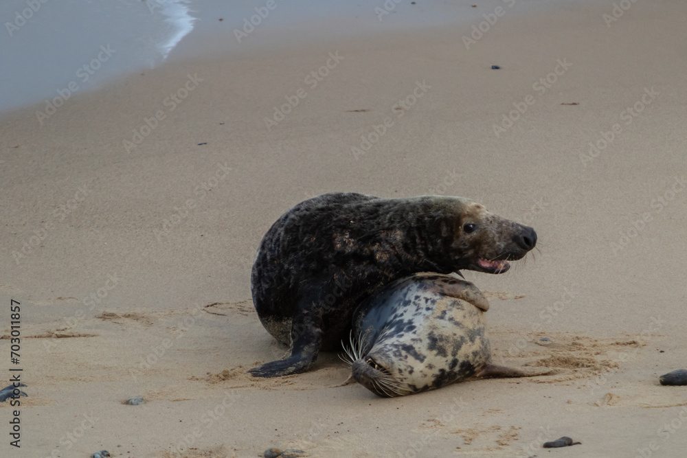 Male and female Atlantic seal mating during breeding season on the ...