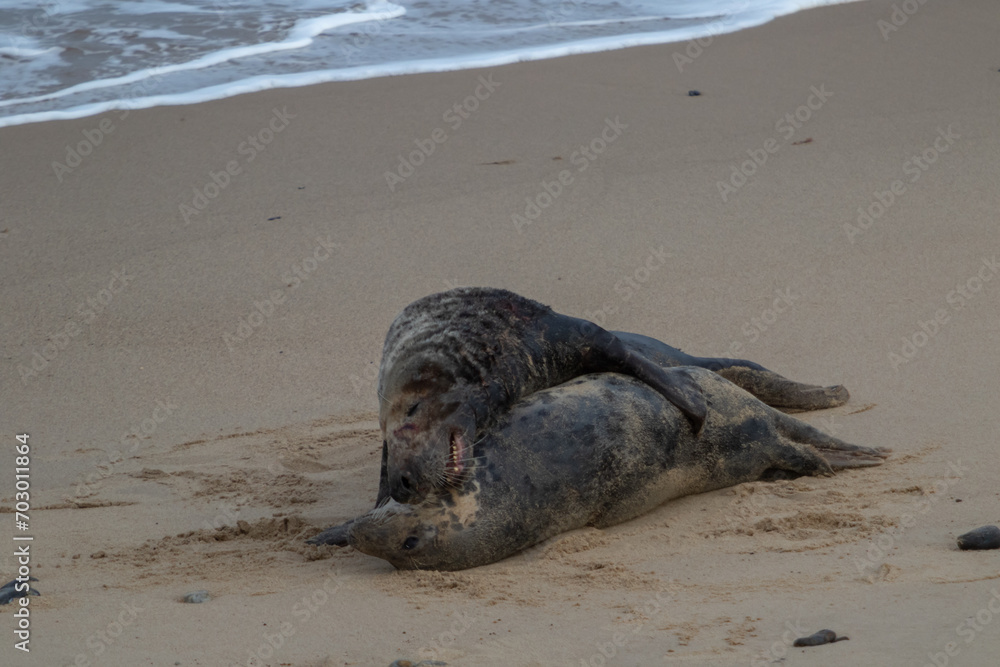 Male and female Atlantic seal mating during breeding season on the ...