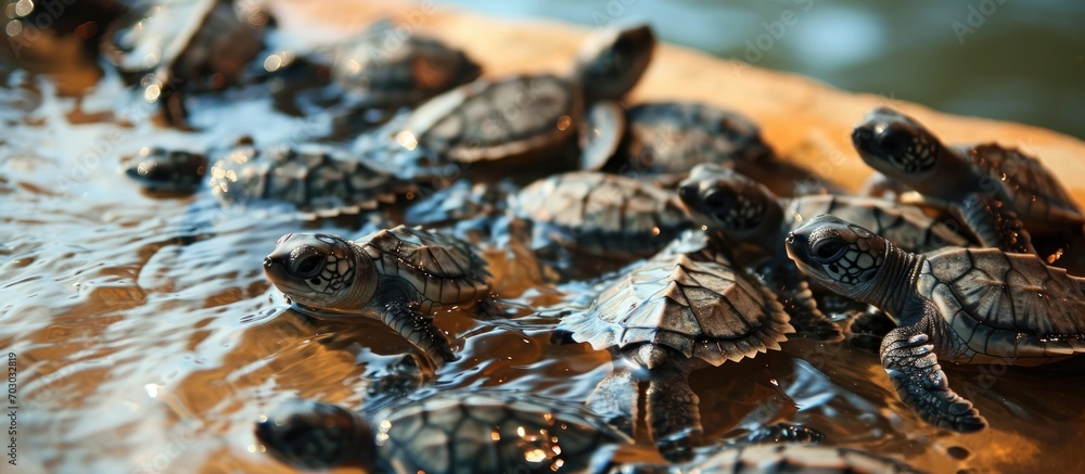 Baby sea turtles hatching at a turtle farm in Sri Lanka's Hikkaduwa ...
