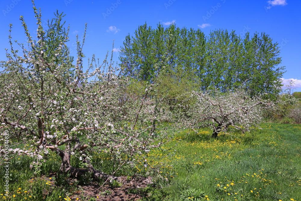 The apple tree blooming is a deciduous tree in the rose family best ...