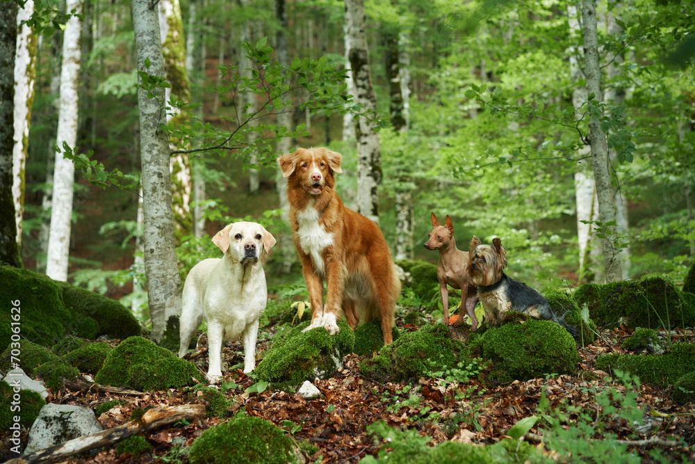 Four dogs of varied breeds, including a Labrador, a Nova Scotia Duck ...