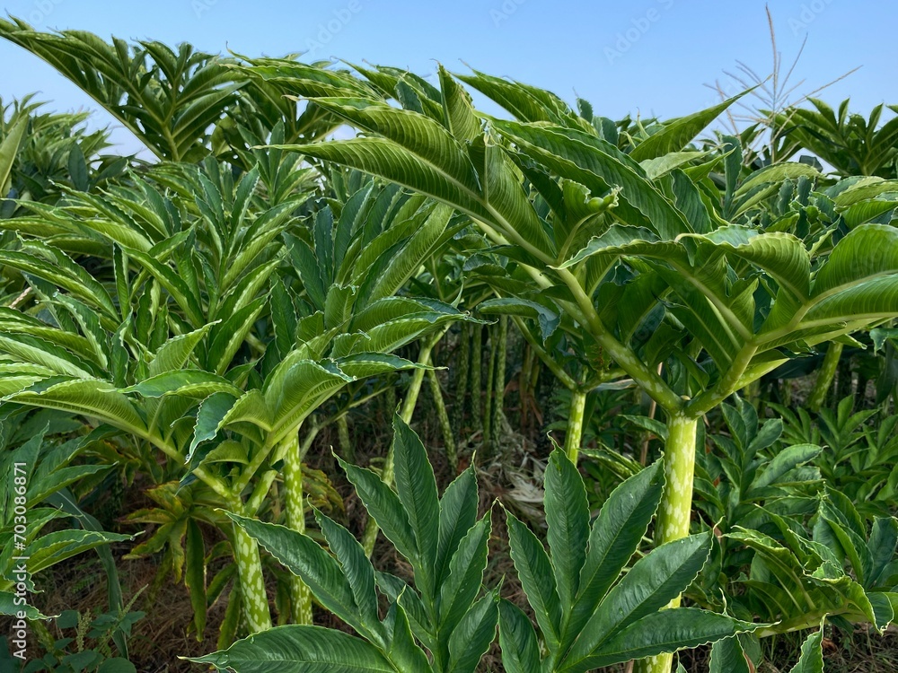 Porang or tuber plant (Amorphophallus muelleri) crop agricultural field ...