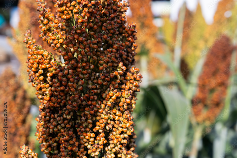Close up of sorghum plant ripe seeds. Beautiful close up of sorghum ...