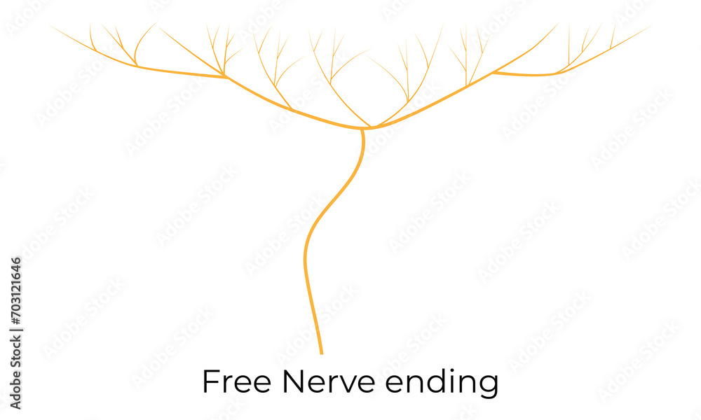 Free Nerve Ending Science Design Vector Illustration Diagram Stock ...