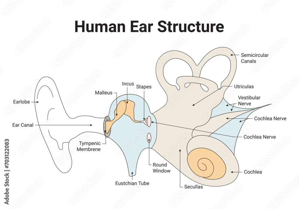 Human Ear Structure Science Design Vector Illustration Diagram Stock ...
