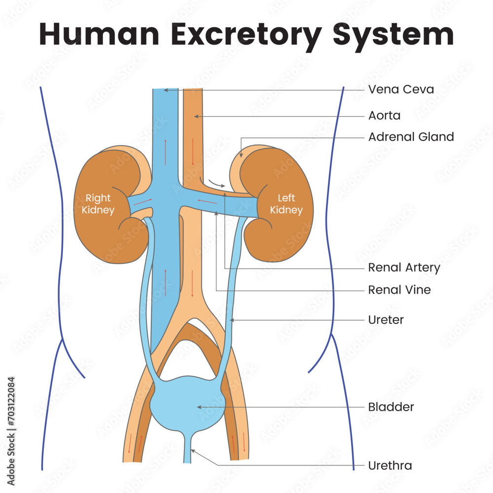 Human Excretory System Science Design Vector Illustration Diagram Stock ...