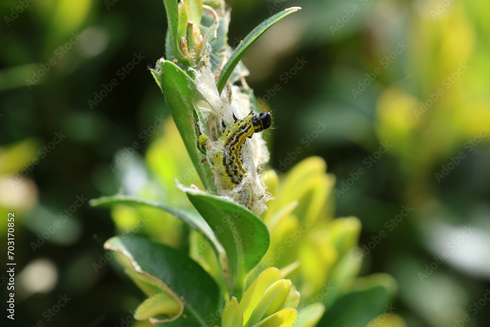 Cydalima perspectalis, the box tree moth is an invasive caterpillar of ...