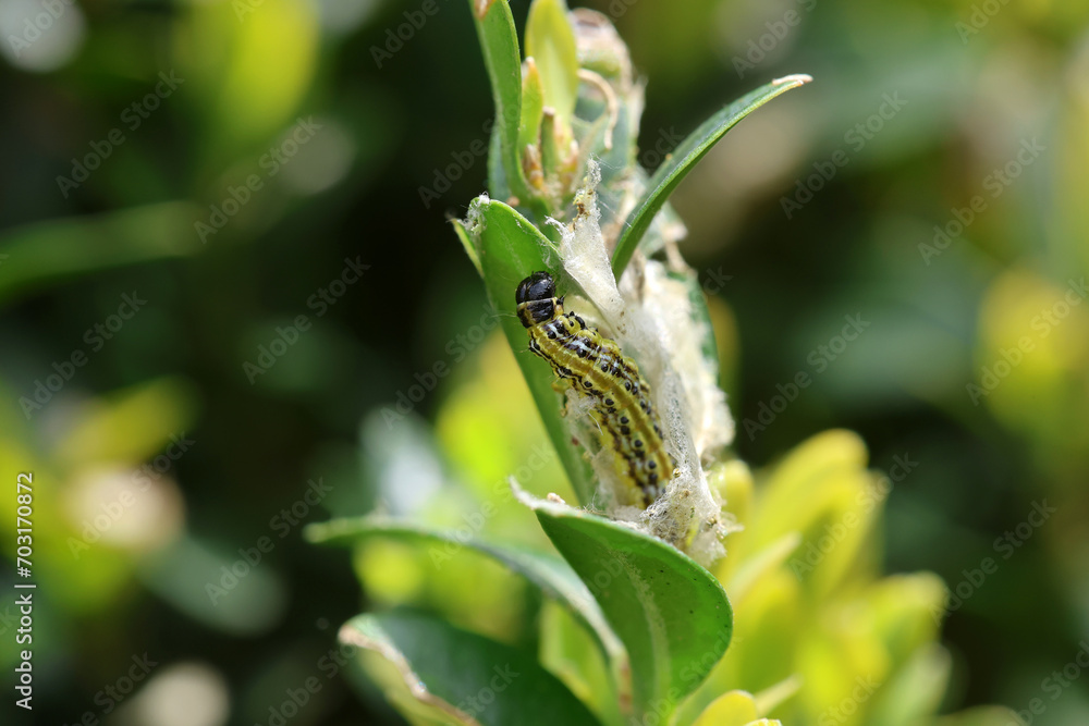 Cydalima perspectalis, the box tree moth is an invasive caterpillar of ...