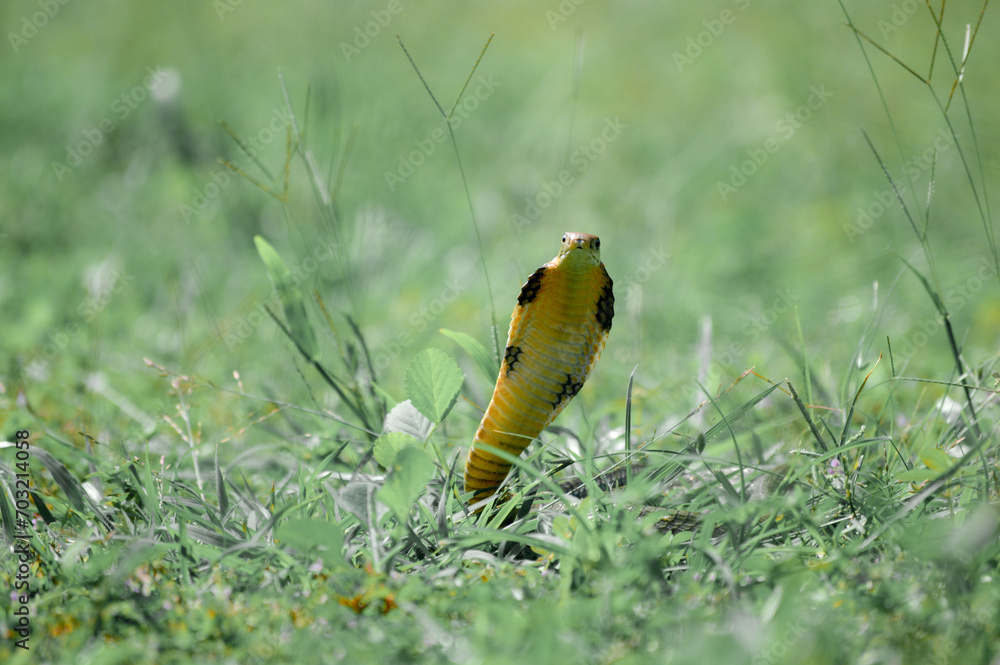 The King Cobra also known as the Ular Tedung Selar, Ngu Chongang, is ...