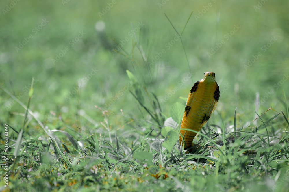 The King Cobra also known as the Ular Tedung Selar, Ngu Chongang, is ...
