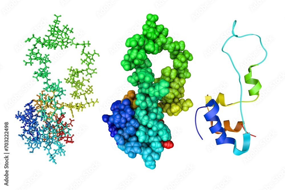 Structure of Proinsulin. Ribbons diagram and molecular models based on ...