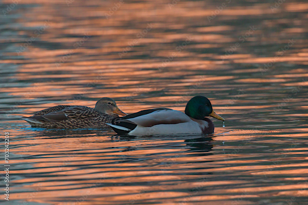 Two mallards swim in the water along a golden path at sunset. Golden ...