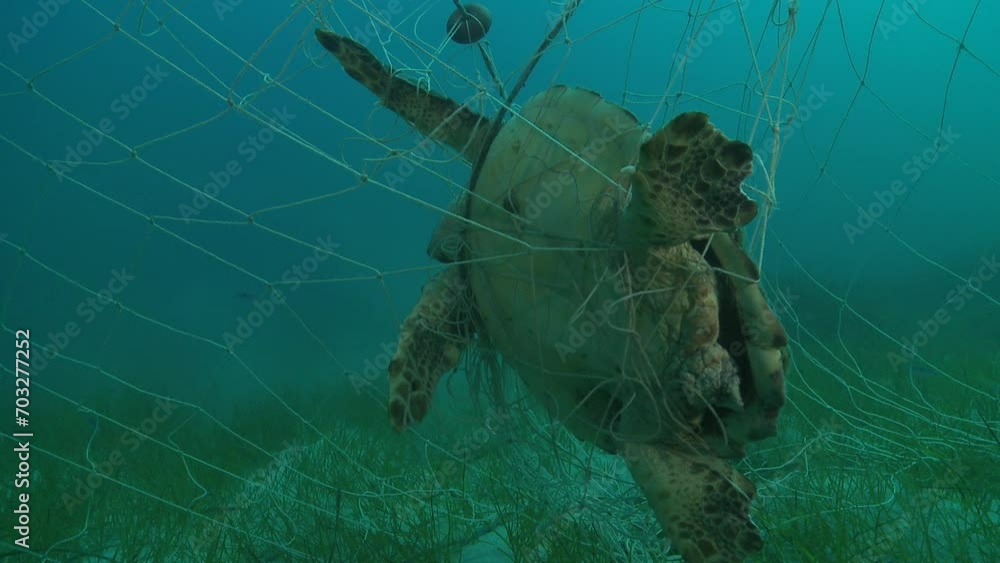 Dead turtle caught in a fishing net, viewed from behind in a medium ...