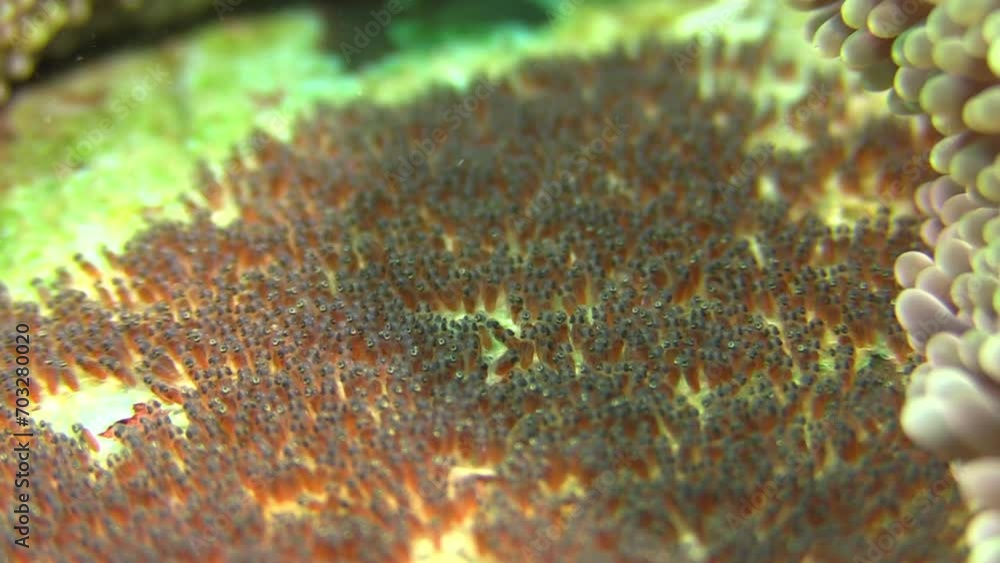 Vidéo Stock Clutch of anemone fish eggs close to a sea anemone. Close ...