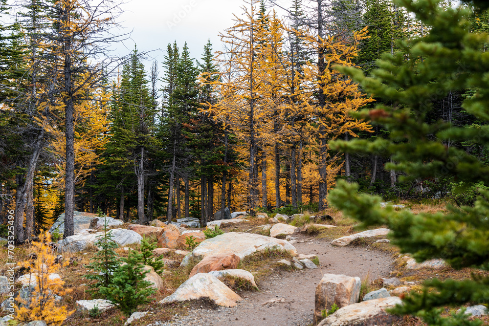 Larch Valley hiking trail. Banff National Park, Canadian Rockies ...
