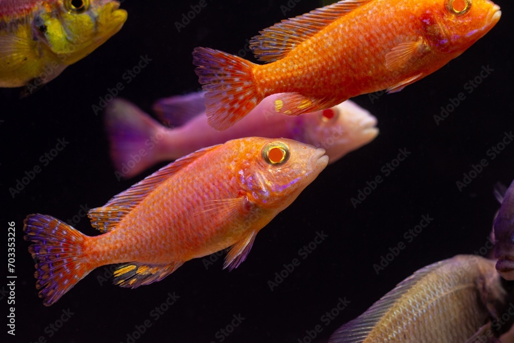 Aulonocara firefish albino shoal, colourful lake Malawi mbuna ...