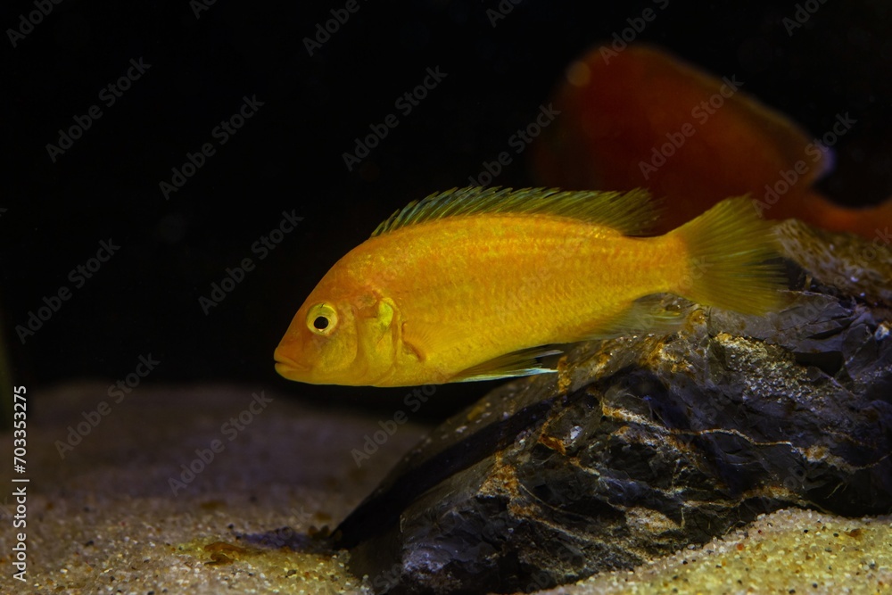 Labidochromis caeruleus, neon glowing orange Malawi mbuna cichlid swim ...