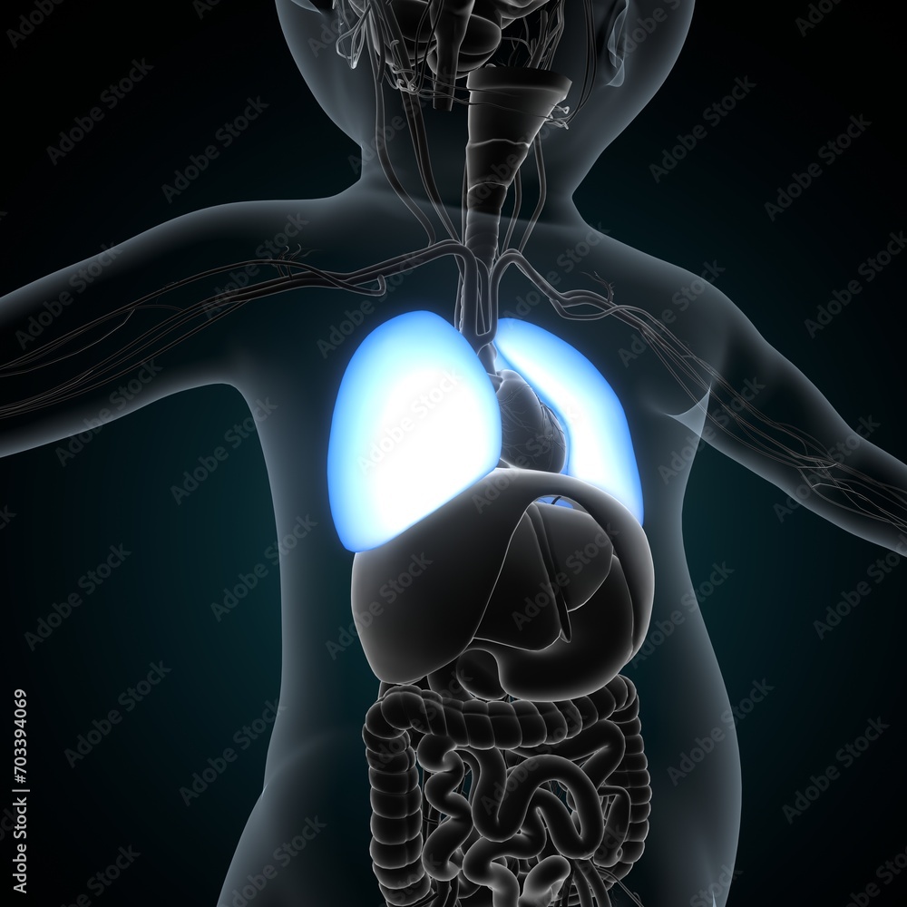 Human Heart ,large intestine Anatomy For Medical Concept 3D ...