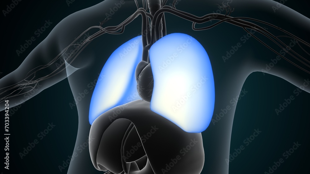 Human Heart ,large intestine Anatomy For Medical Concept 3D ...