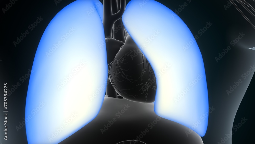 Human Heart ,large intestine Anatomy For Medical Concept 3D ...