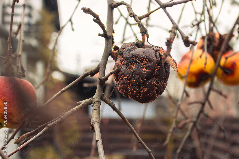 Rotten apple on bare tree. Damaged apple fruit. Apple tree garden. Bad ...
