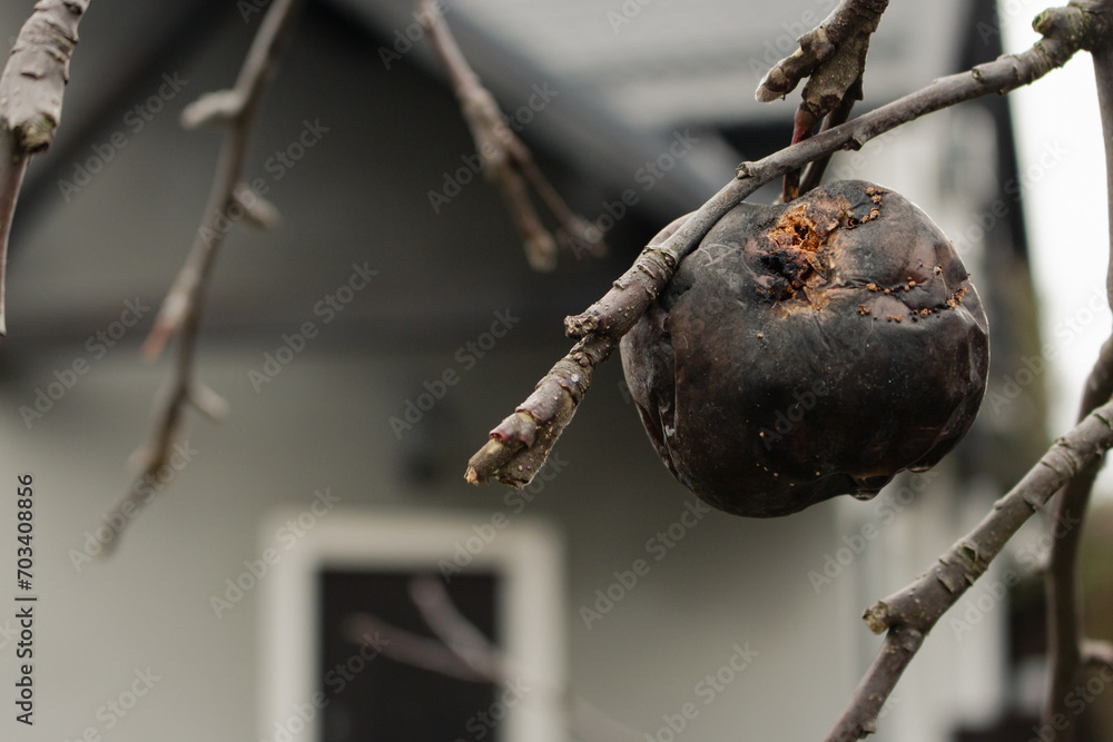 Rotten apple on bare tree. Damaged apple fruit. Apple tree garden. Bad ...