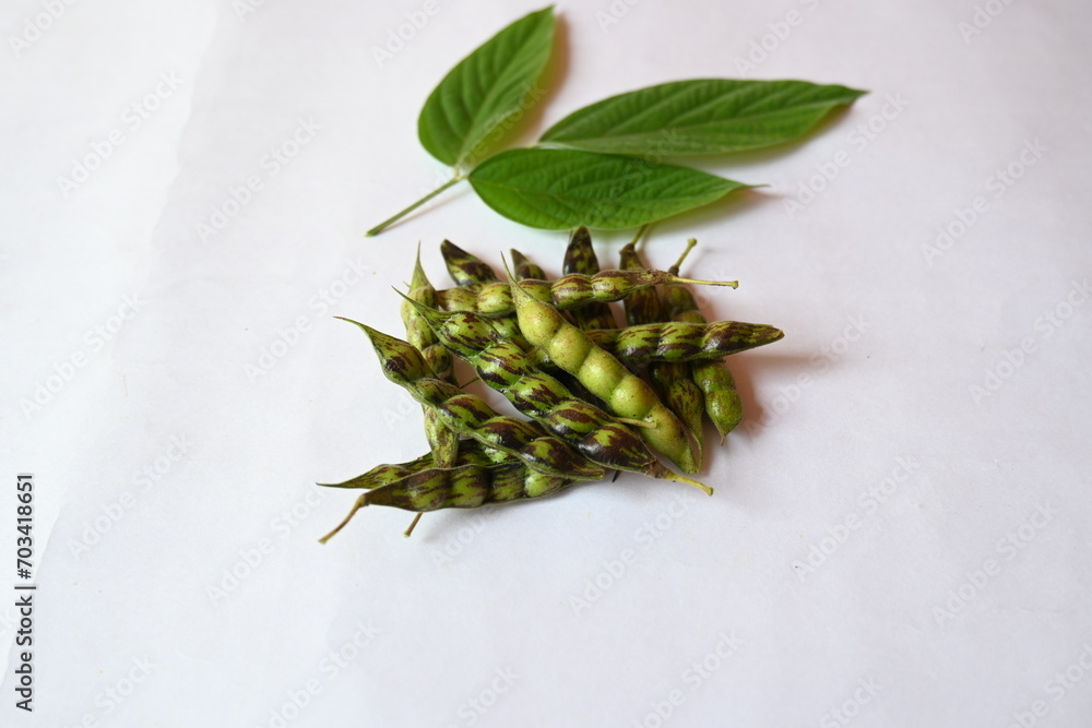 Green pigeon pea pod. Its other names Cajanus cajan, pigeonpea, red ...