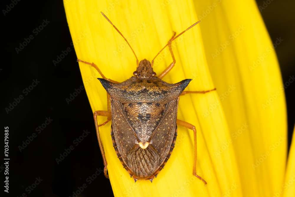 Euschistus heros - Neotropical brown stink bug is one of the most ...