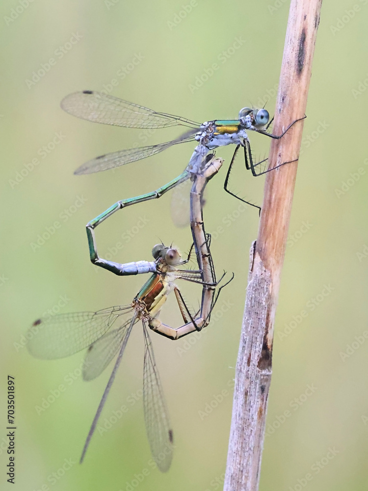 Emerald damselfly, Lestes sponsa, also known as common spreadwing, male ...