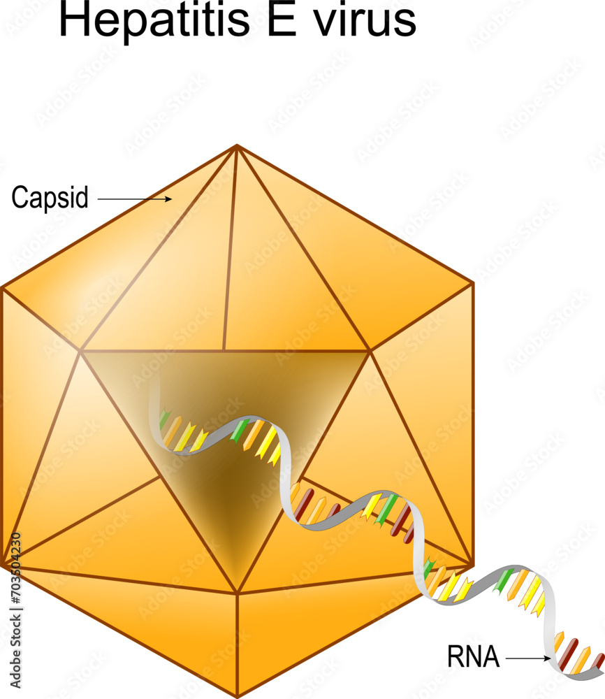 Structure of Hepatitis E virus. Virion anatomy. Stock Vector | Adobe Stock