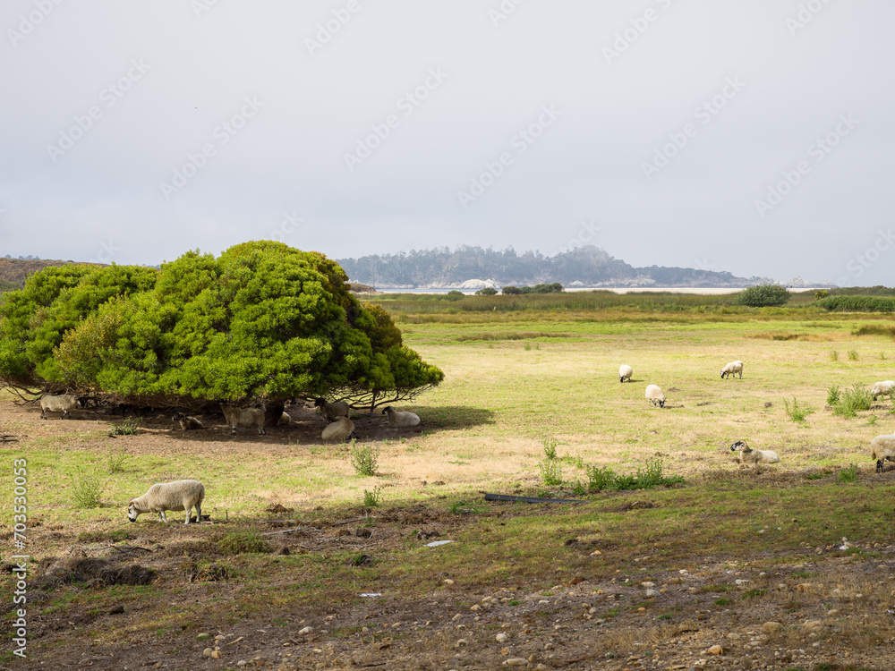 The famous sheep of Mission Ranch graze in a meadow next to the Pacific ...
