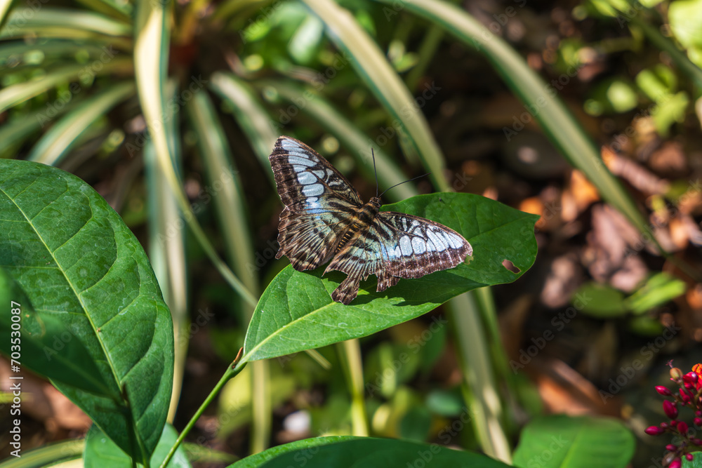 Clipper Butterfly (Parthenos Sylvia) spread its broken wings on green ...