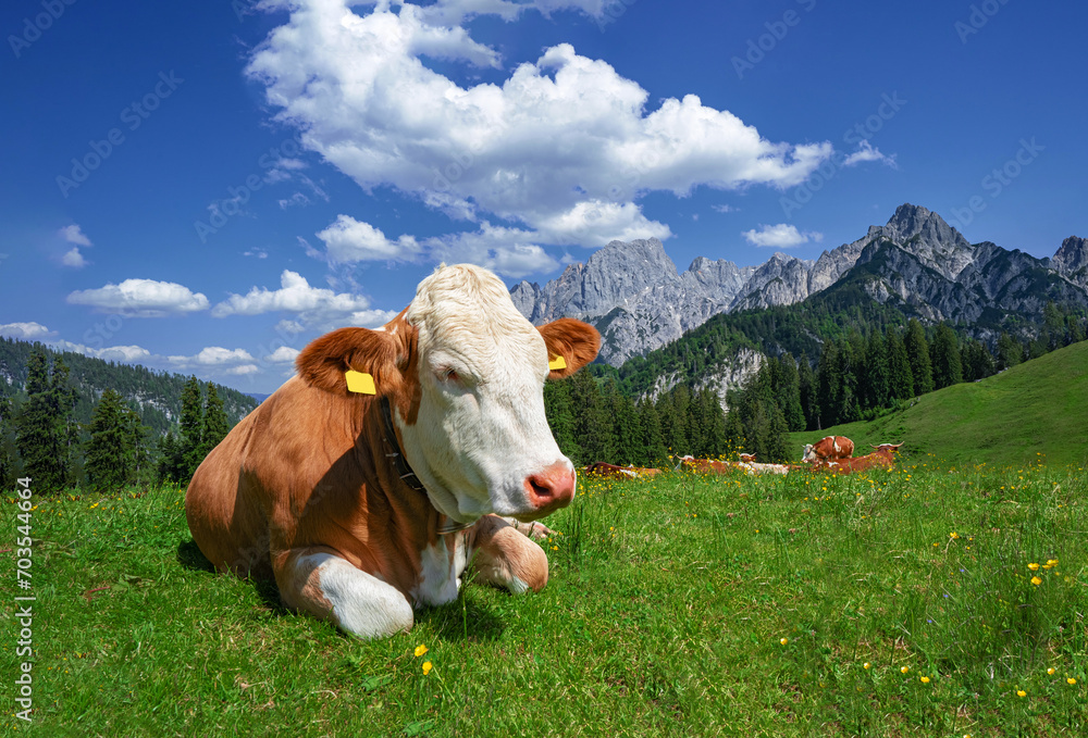 Fleckvieh - Kuh liegt entspannt auf einer grünen Alm mit einem imposanten Gebirge im Hintergrund ...