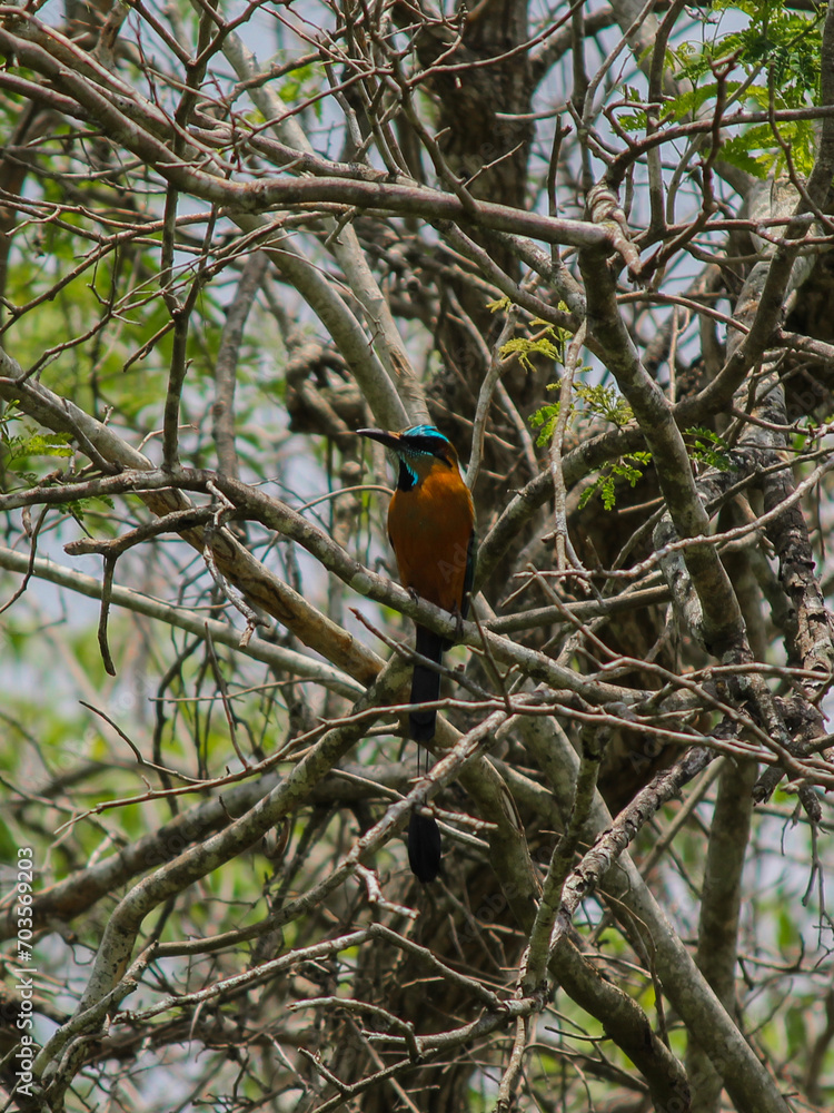 Colorful bird called Pájaro Toh (Eumomota superciliosa), common in ...