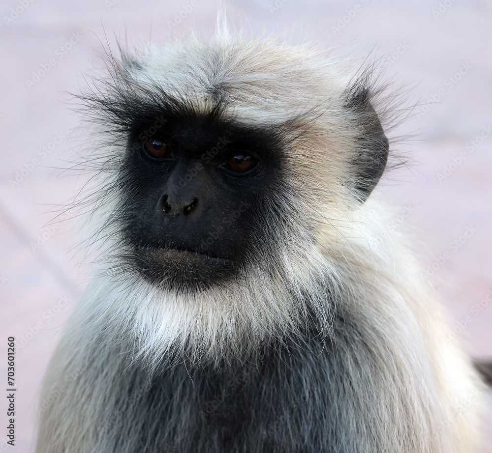 Gray langurs, also called Hanuman langurs and Hanuman monkeys, are Old ...
